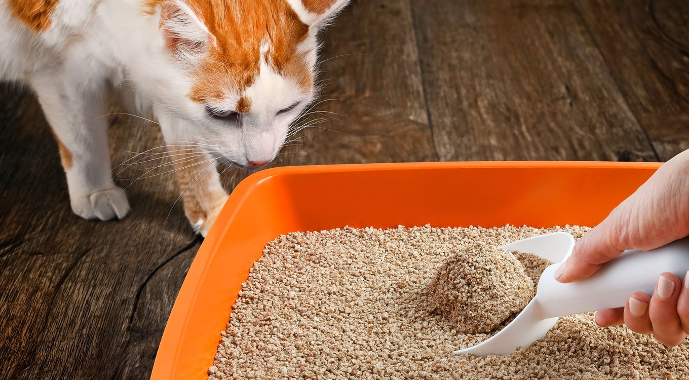 New Version Available - SWHEAT SCOOP Multi-Cat Natural Clumping Wheat ...