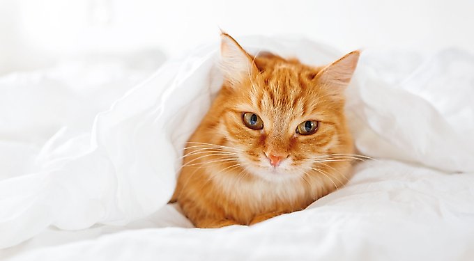 New Version Available - SWHEAT SCOOP Multi-Cat Natural Clumping Wheat ...