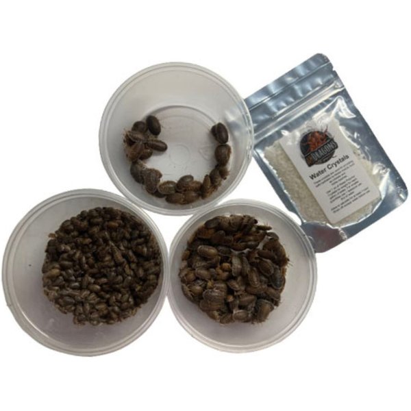 ABDRAGONS Dubia Roach Hornworm & Superworm Live Feeder Combo Reptile ...