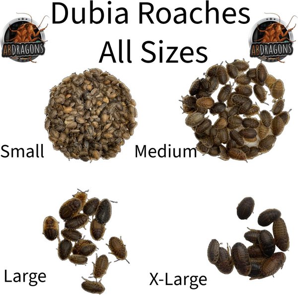 ABDRAGONS Live Dubia Roaches Reptile, Bird, Fish & Small Pet Food ...
