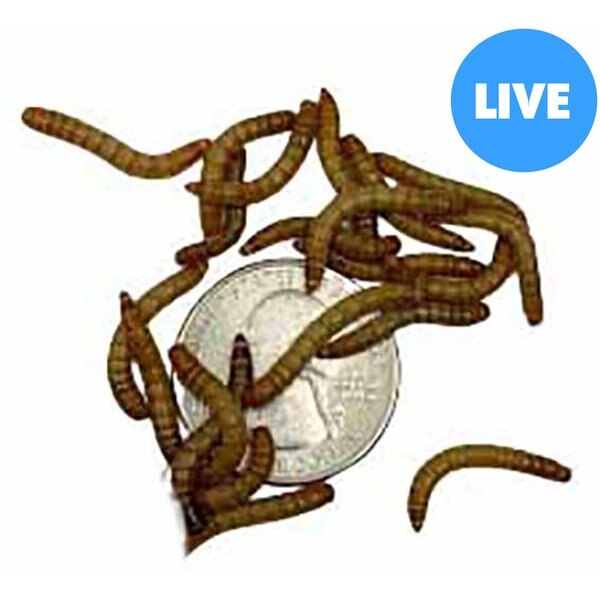 EXOTIC NUTRITION Live Mealworms Reptile Food, Giant, 100 count - Chewy.com