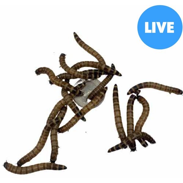 EXOTIC NUTRITION Live Mealworms Reptile Food, Giant, 100 count - Chewy.com