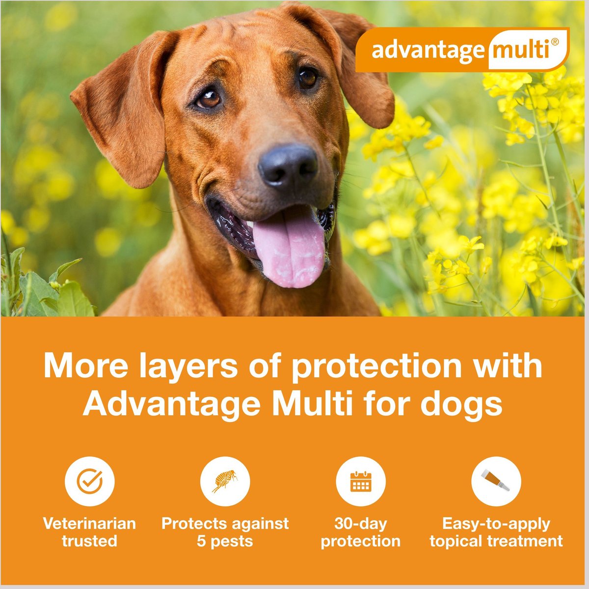ADVANTAGE MULTI Topical Solution for Dogs, 55.1-88 lbs, (Blue Box ...