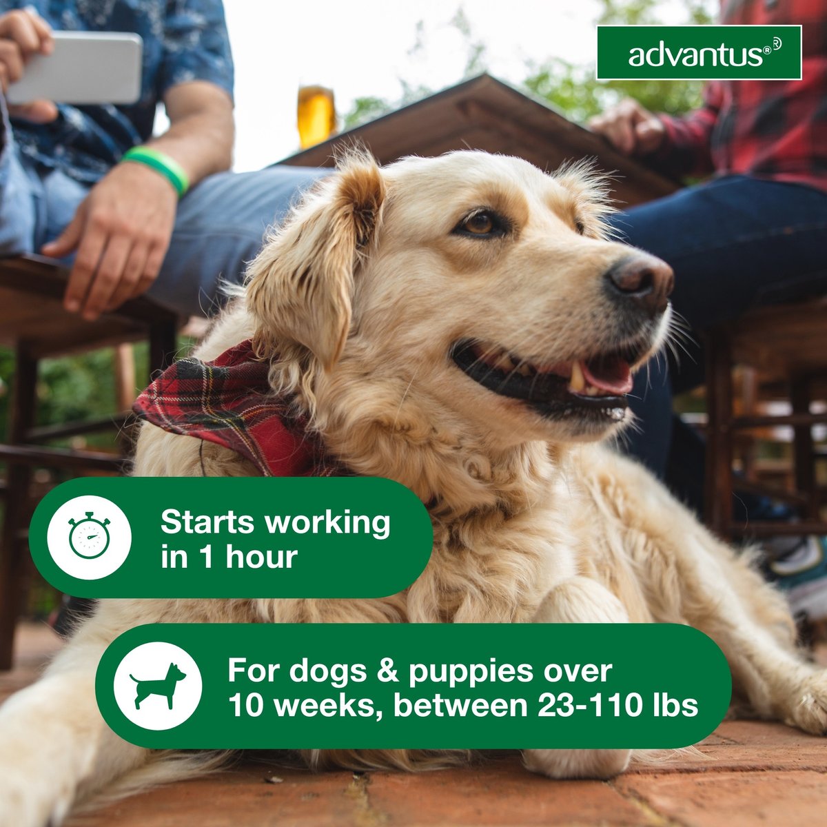 ADVANTUS Flea Oral Treatment for Dogs, 23-110 lbs, 7 Soft Chews - Chewy.com