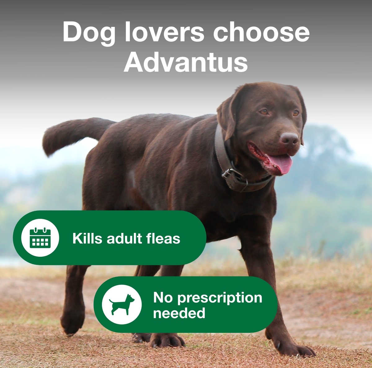 ADVANTUS Flea Oral Treatment for Dogs, 23-110 lbs, 7 Soft Chews - Chewy.com