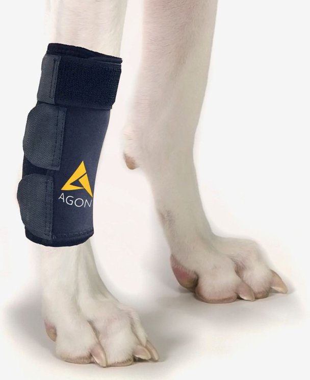 Dog Braces & Splints - Free shipping | Chewy