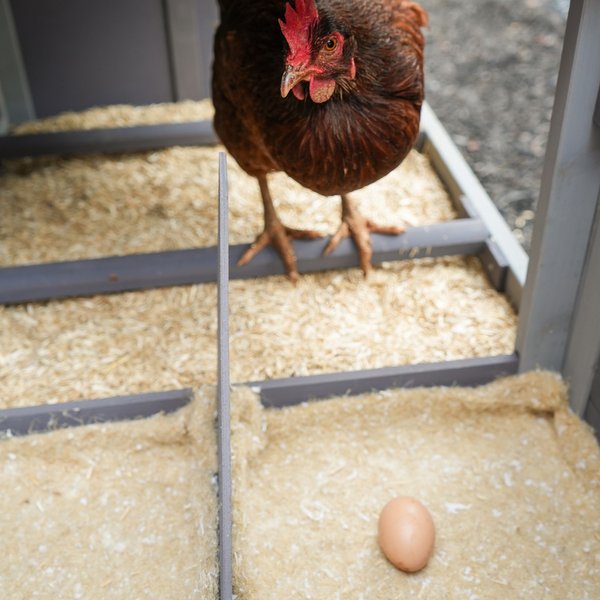 ALL WALKS Hemp Chicken Nesting Mats, 6 count - Chewy.com