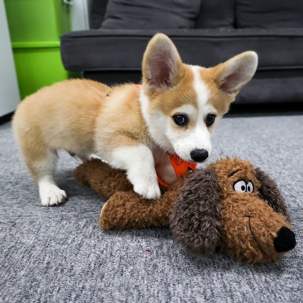 ALLFORPAWS Calming Pals Anti-Anxiety Plush Buddy Dog Toy, Brown - Chewy.com