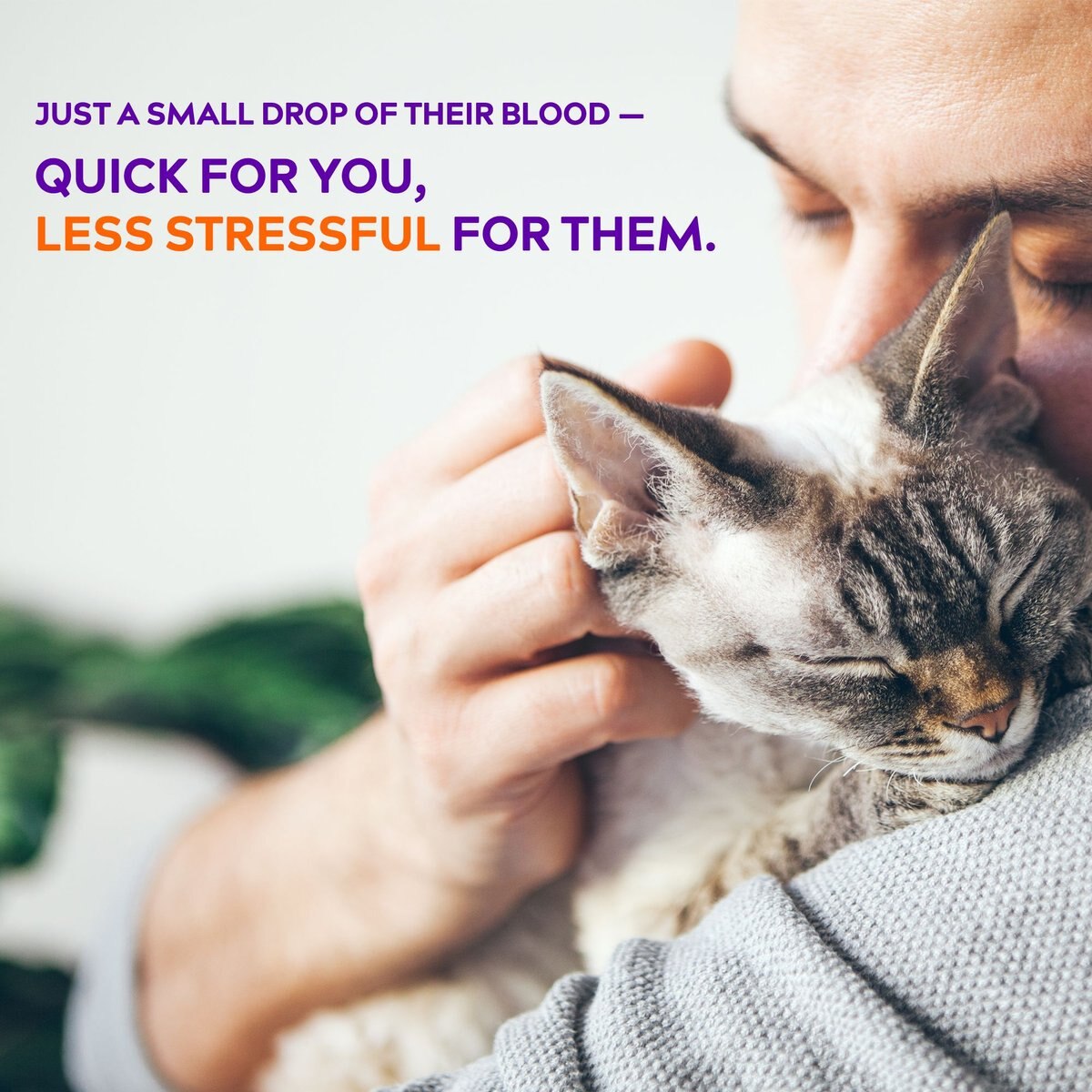 ALPHATRAK 3 Test Strips for Blood Glucose Monitoring System for Cats ...