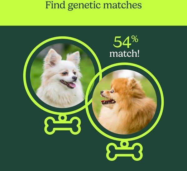 ANCESTRY Breed Identification Dog DNA Test Kit - Chewy.com