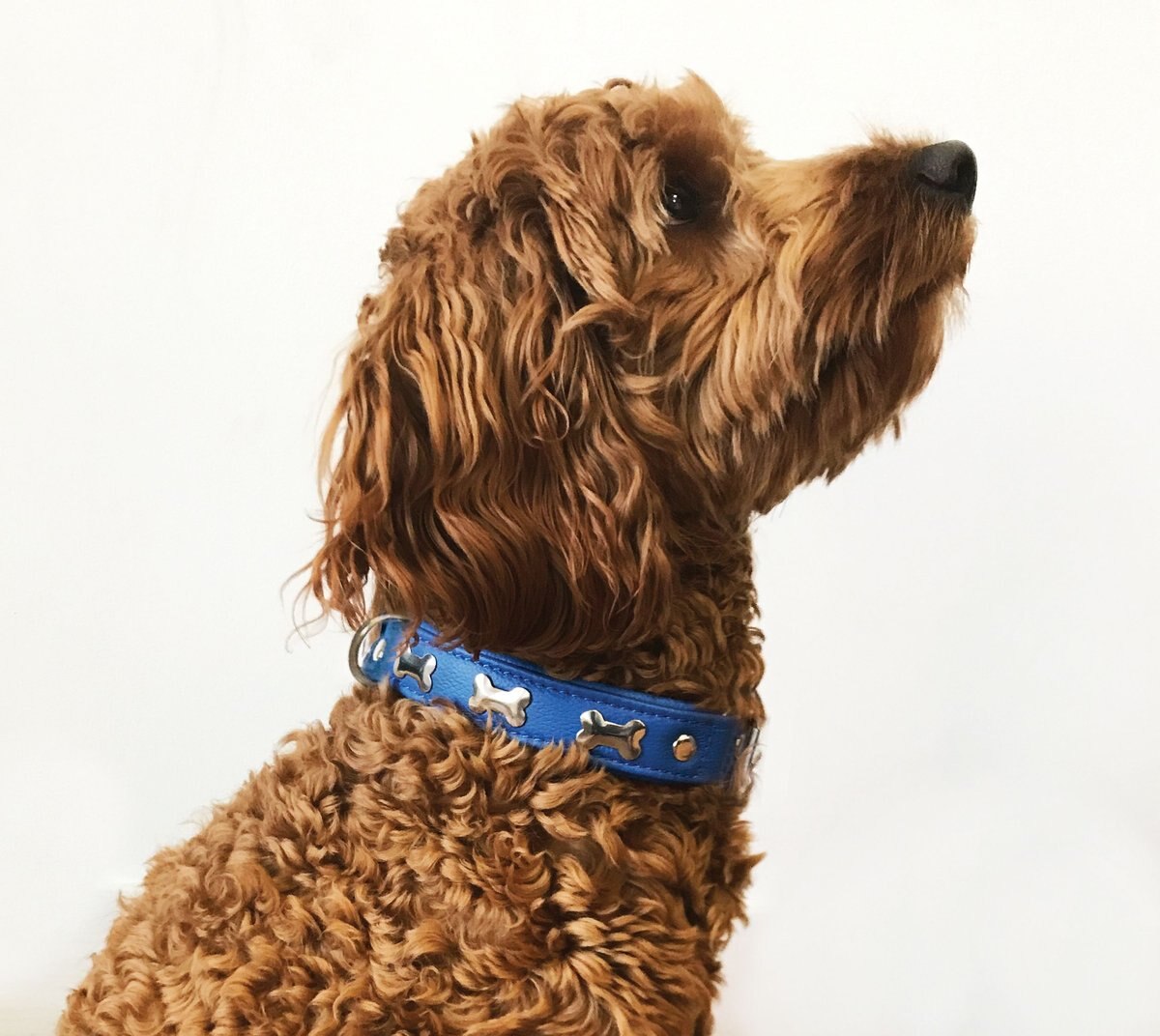 ANGEL Rotterdam Bones Standard Dog Collar, Blue, 18 x 3/4-in - Chewy.com