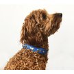 ANGEL Rotterdam Bones Standard Dog Collar, Blue, 18 x 3/4-in - Chewy.com
