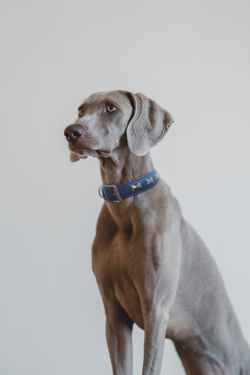 ANGEL Rotterdam Bones Standard Dog Collar, Blue, 22 x 1-in - Chewy.com