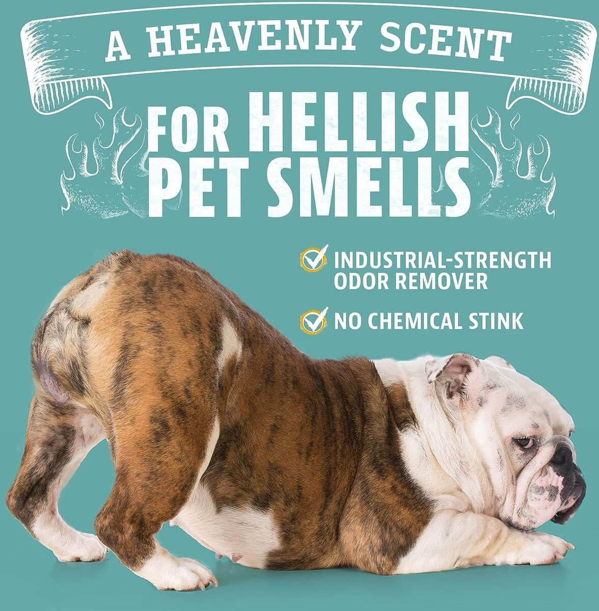 ANGRY ORANGE Pet Odor Eliminator Concentrate, 8-fl oz bottle - Chewy.com