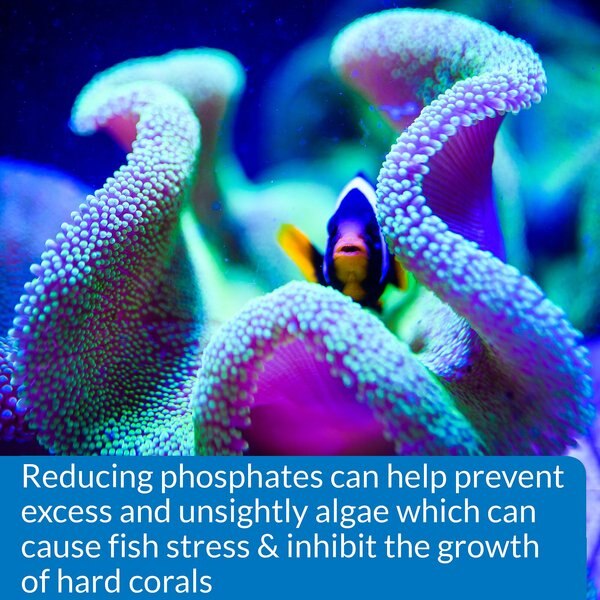 API Phosphate PO4 Freshwater & Saltwater Aquarium Test Kit, 150 count ...