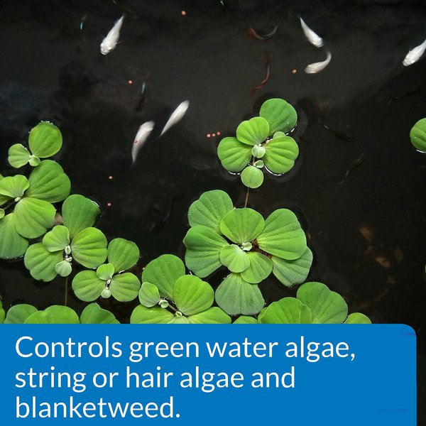 API Pond Algaefix Algae Control Solution, 1-gal bottle - Chewy.com