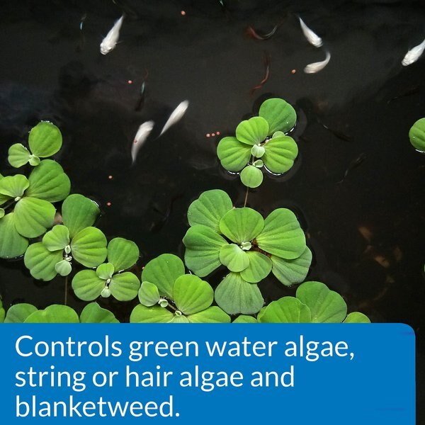 API Pond Algaefix Algae Control Solution, 32-fl oz bottle - Chewy.com