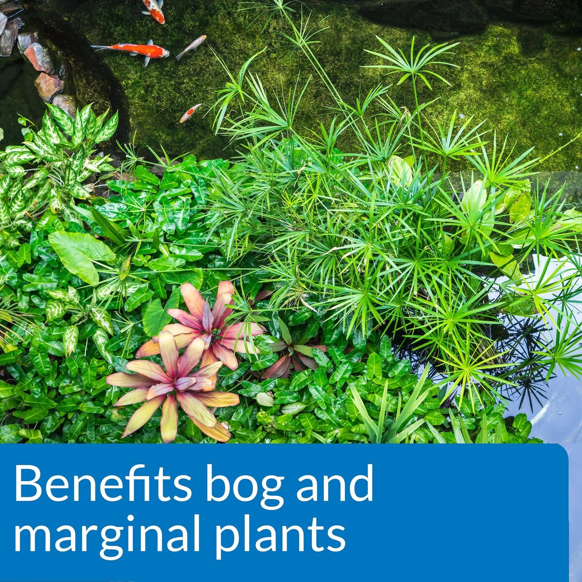 Out of Stock - API Pond Aquatic Plant Food Tablets, 25 count - Chewy.com