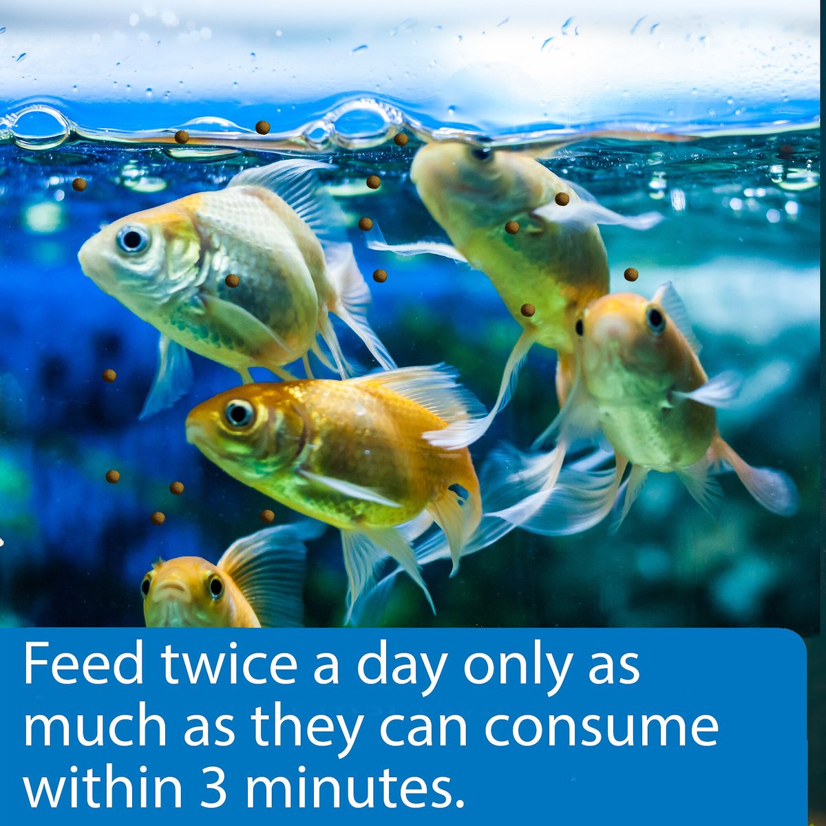 API Sinking Pellets Goldfish Food, 7-oz bottle - Chewy.com