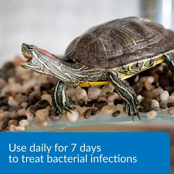 API Turtle Fix Antibacterial Treatment, 4-fl oz bottle - Chewy.com