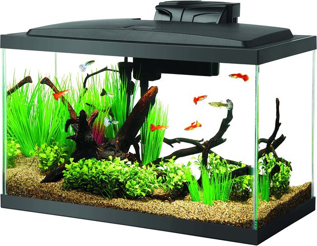 Fish Tanks & Aquariums | Chewy