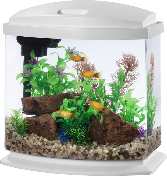 5 Gallon Fish Tank (Free Shipping) | Chewy