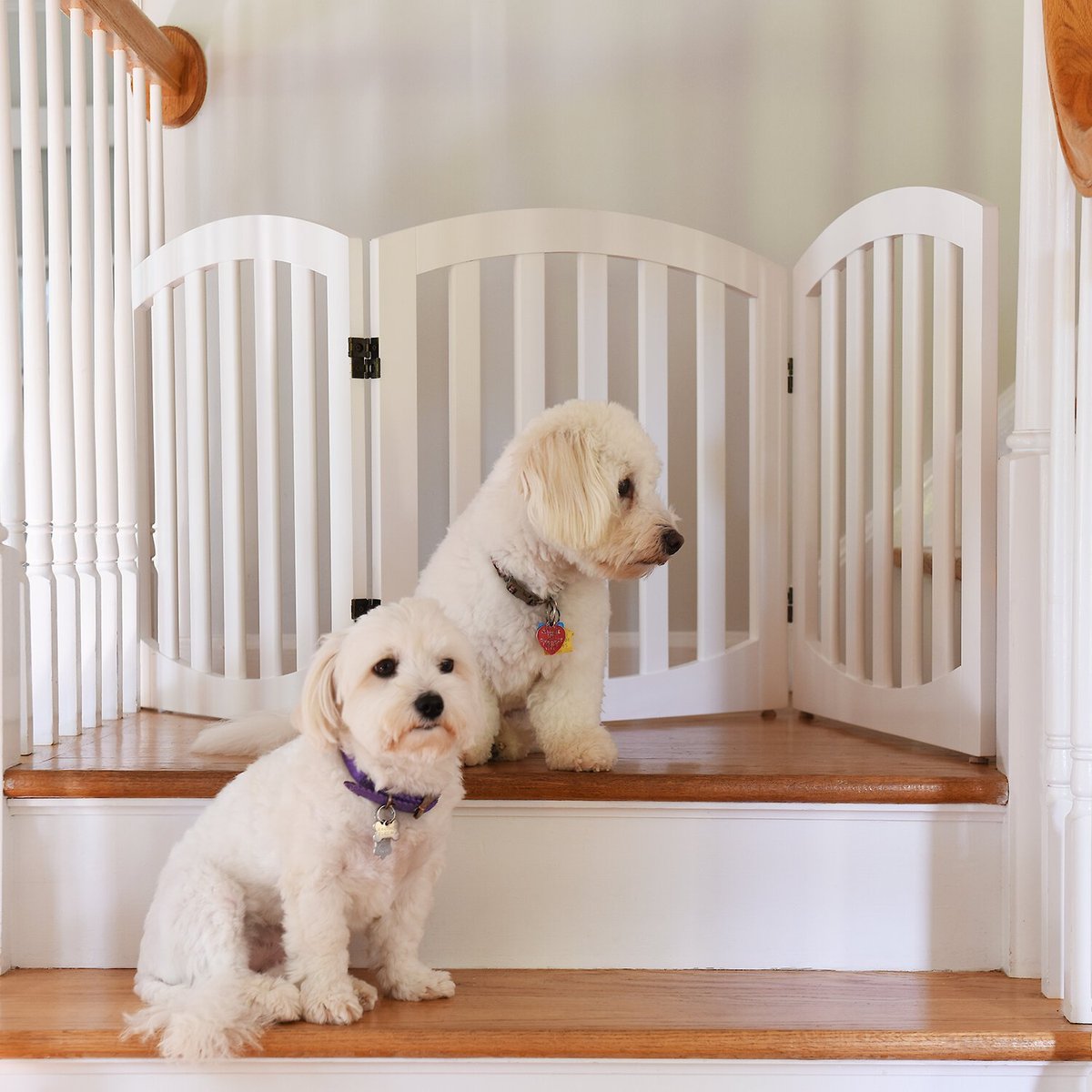 Out of Stock - ARF PETS Free-Standing Wood Dog & Cat Gate, White ...