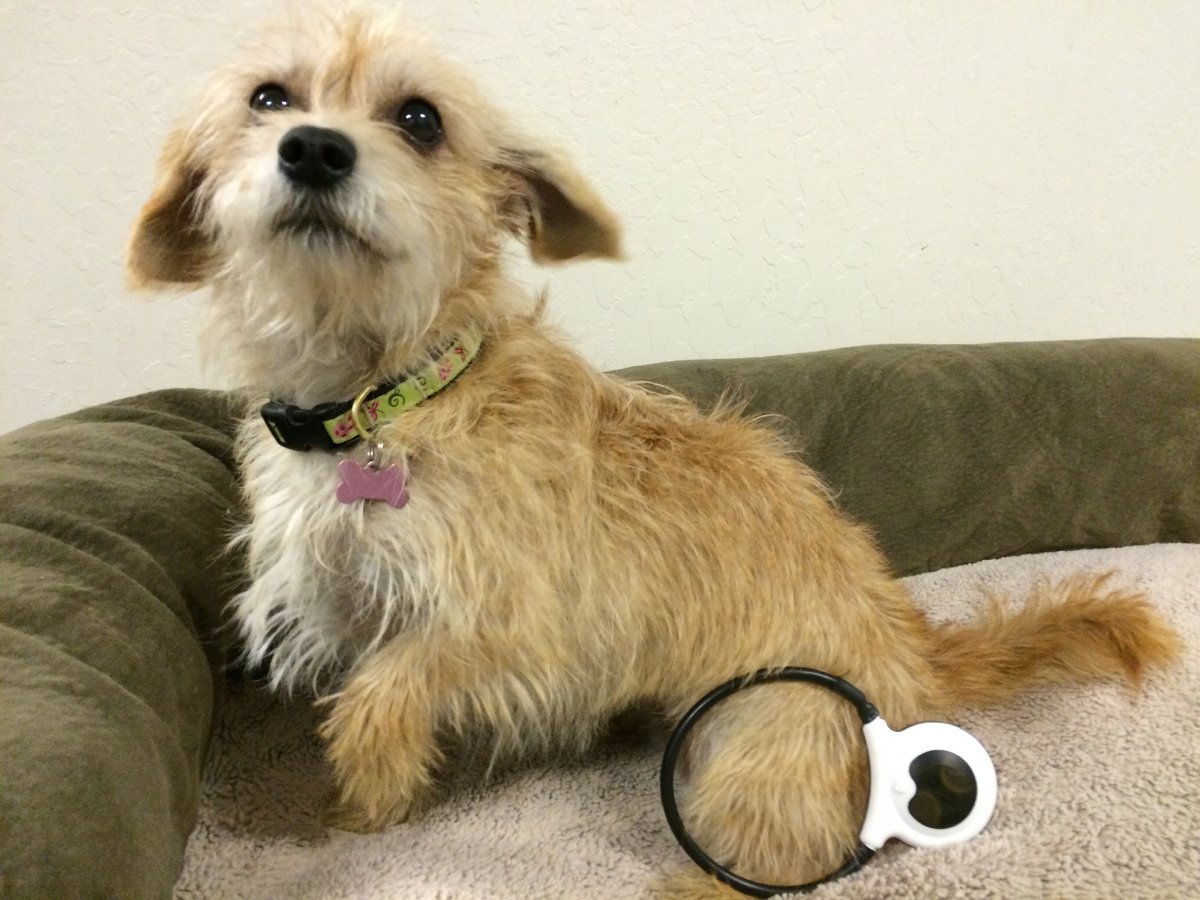 ASSISI ANIMAL HEALTH 2.0 Manual Dog & Cat Loop, 10-cm - Chewy.com