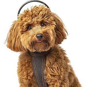 ASSISI ANIMAL HEALTH Loop Lounge tPEMF Dog & Cat System, Small - Chewy.com