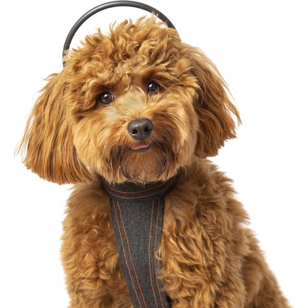 ASSISI ANIMAL HEALTH Loop Lounge tPEMF Dog & Cat System, Small - Chewy.com