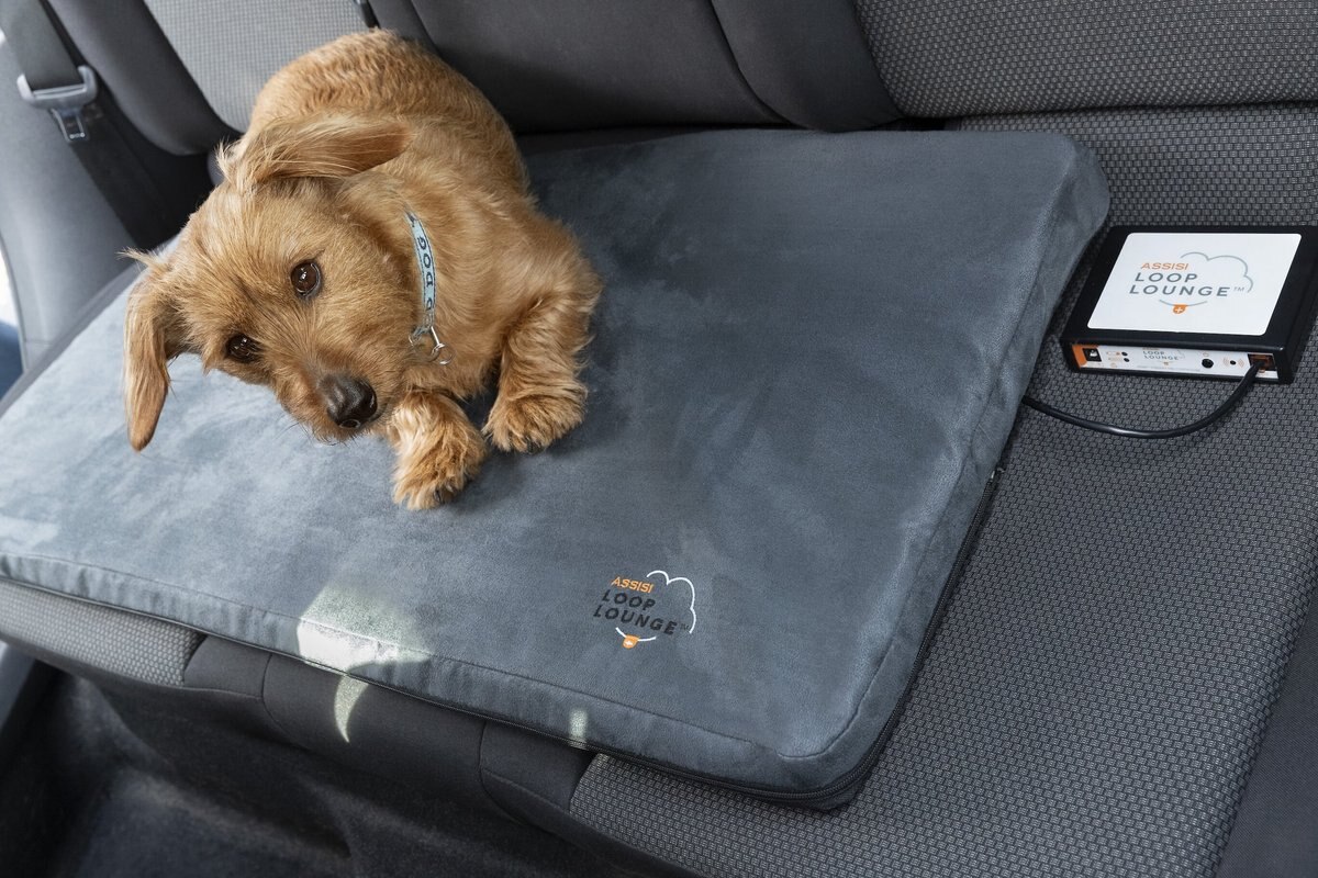 ASSISI ANIMAL HEALTH Loop Lounge tPEMF Dog & Cat System, Large - Chewy.com