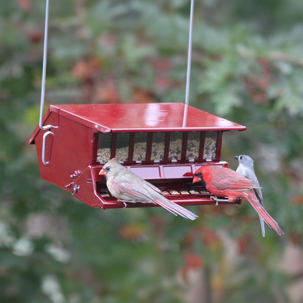 AUDUBON Absolute Squirrel-Resistant Bird's Delight Wild Bird Feeder ...