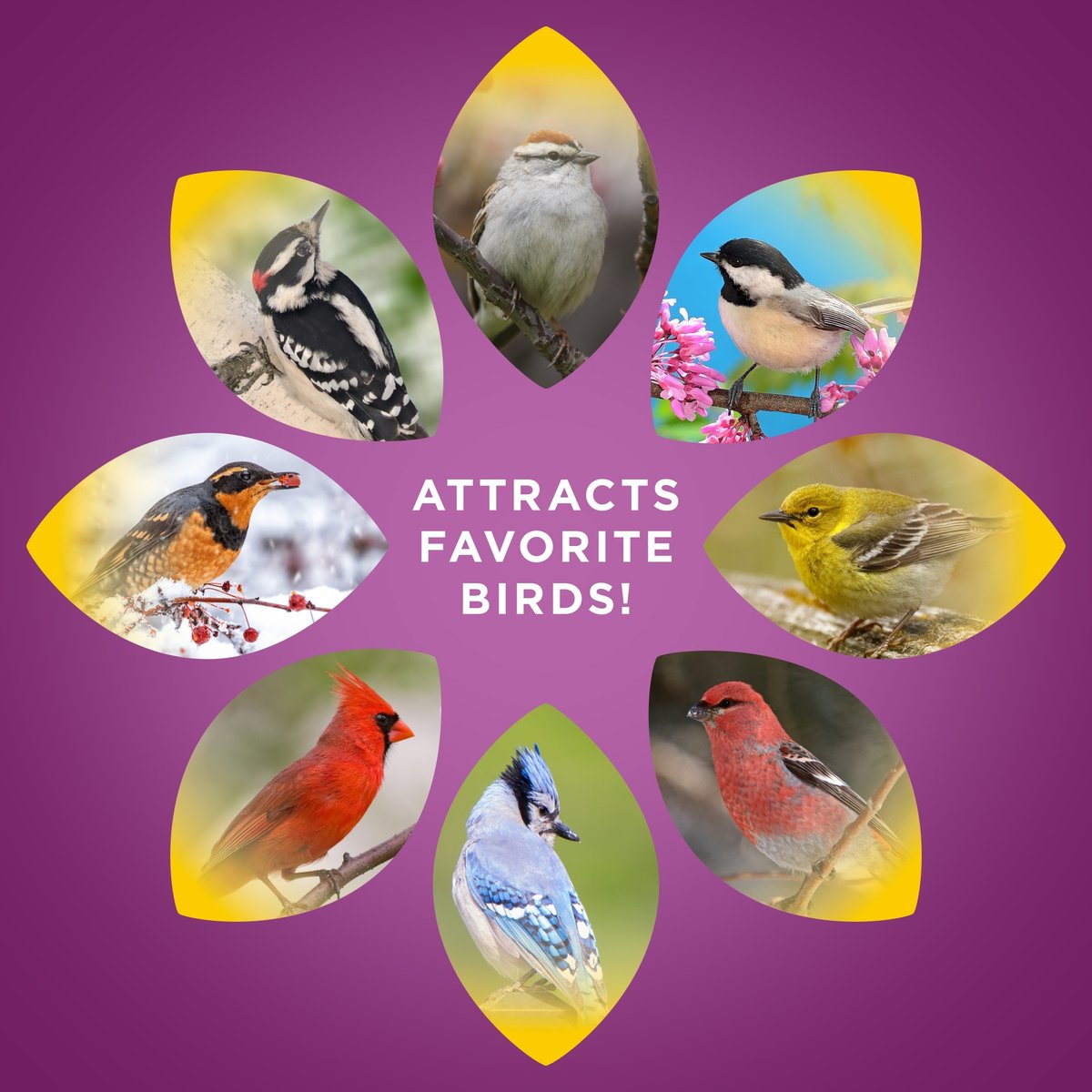 AUDUBON PARK Nut, Fruit & Berry Wild Bird Food, 15-lb bag - Chewy.com