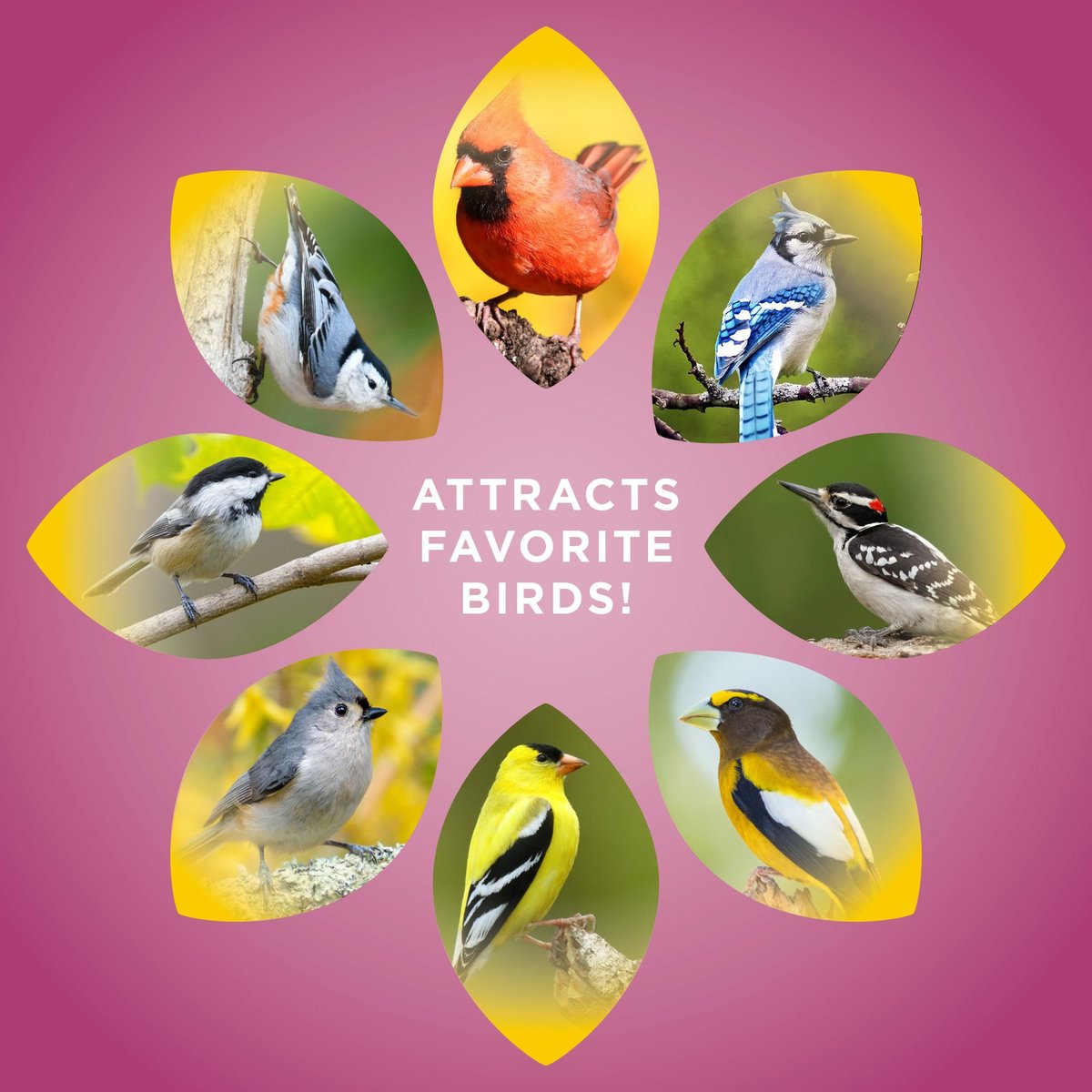 AUDUBON PARK Nut & Fruit Seed Blends Wild Bird Food, 5-lb bag - Chewy.com