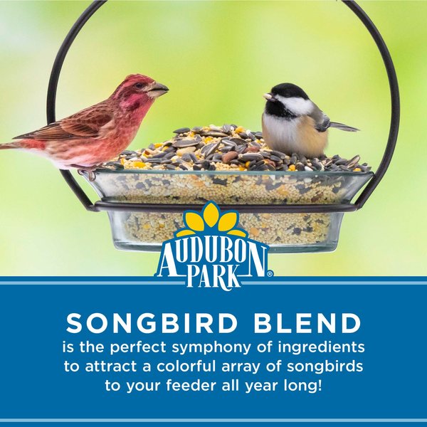 AUDUBON PARK Songbird Seed Blend Wild Bird Food, 20-lb bag - Chewy.com