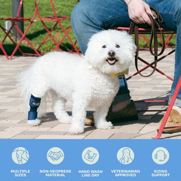 BALTO Dog Hock Brace, Small - Chewy.com