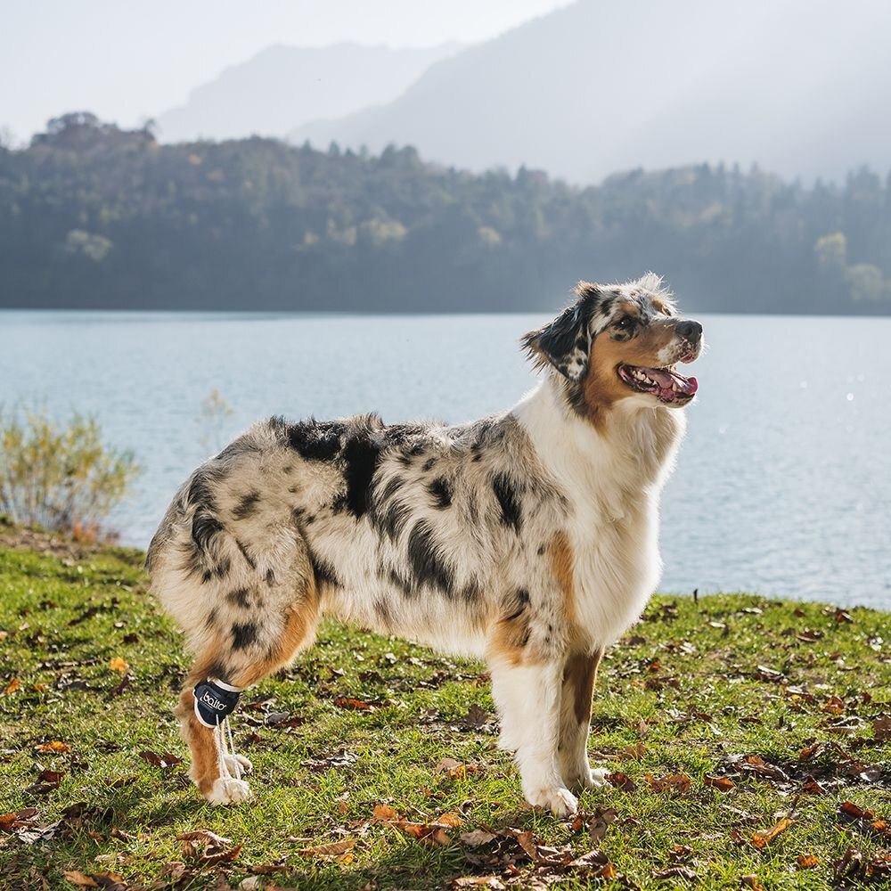 BALTO Pull Hyperflexion Phalanges Dog Brace, Small - Chewy.com