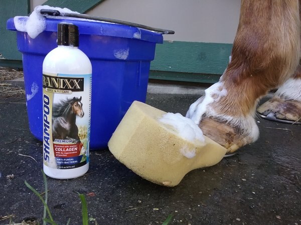 BANIXX Medicated Soap-Free Horse Shampoo, 16-fl oz bottle - Chewy.com