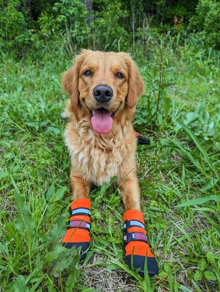 BARK BRITE All Weather Reflective Neoprene Dog Boots, 4 count, Orange ...