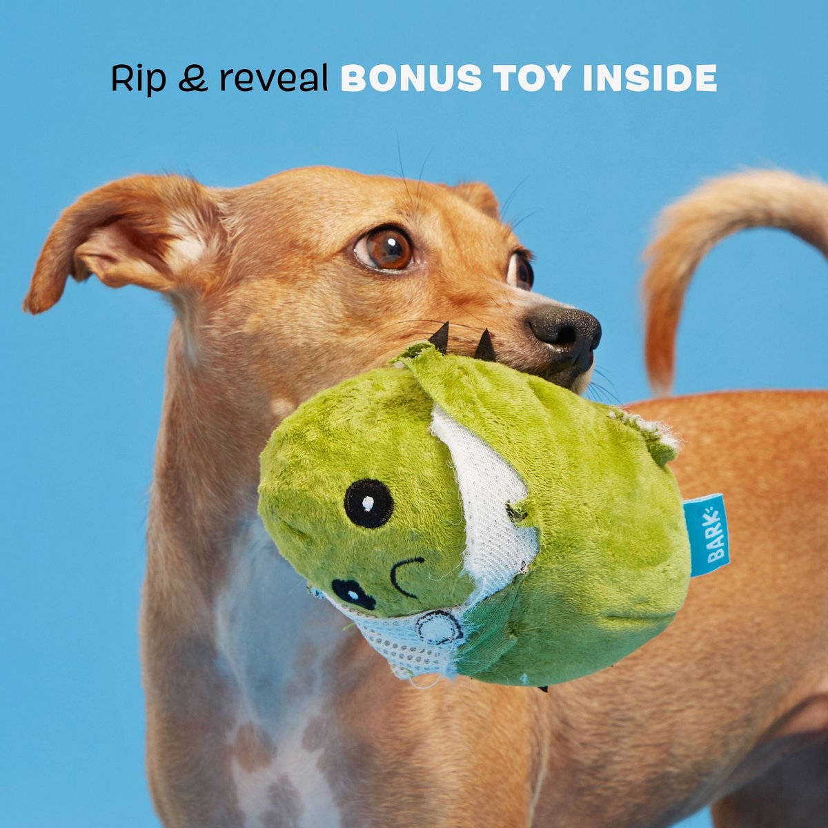 BARK Cactus Rip & Reveal Squeaky Plush Dog Toy, Green, Small - Chewy.com