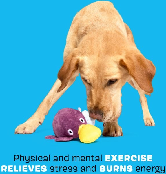 BARK Drongo Platypus Rip & Reveal Squeaky Plush Dog Toy, Purple, Small ...