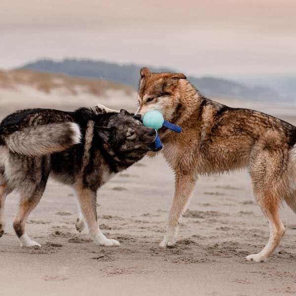 BARK Jelly Fetch & Rope Tough Dog Tug Toy, Purple, Medium - Chewy.com