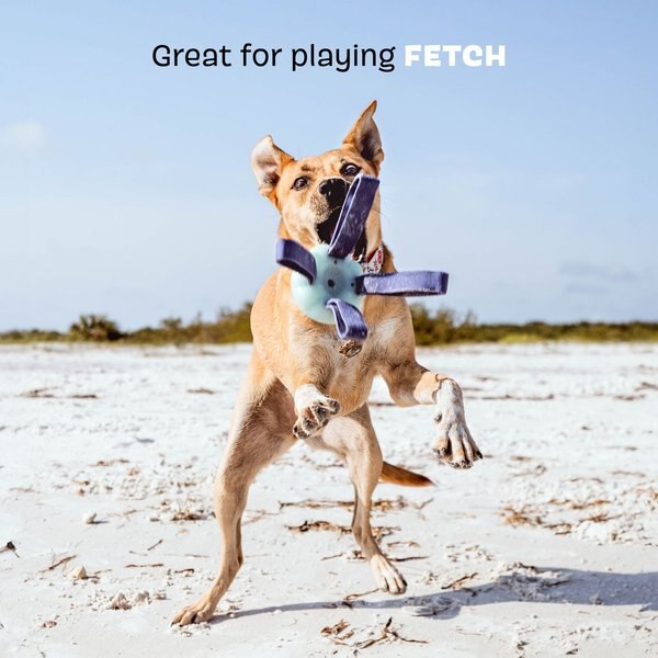 BARK Jelly Fetch & Rope Tough Dog Tug Toy, Purple, Medium - Chewy.com