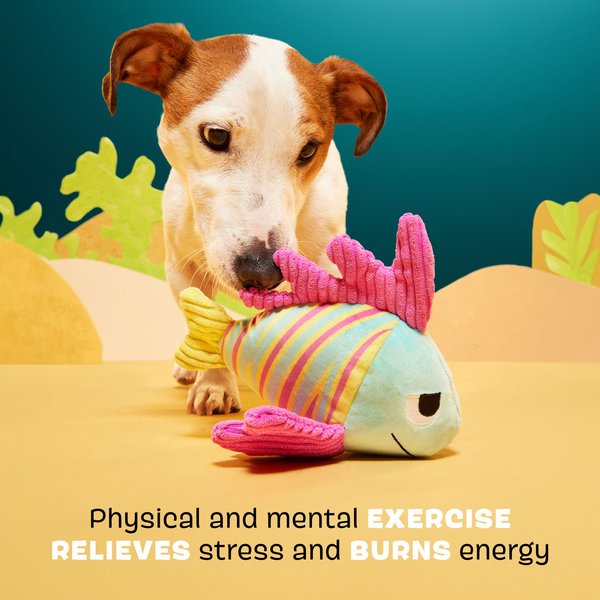 BARK Lion Fish Larry Thrasher Squeaky Plush Dog Toy, Medium - Chewy.com