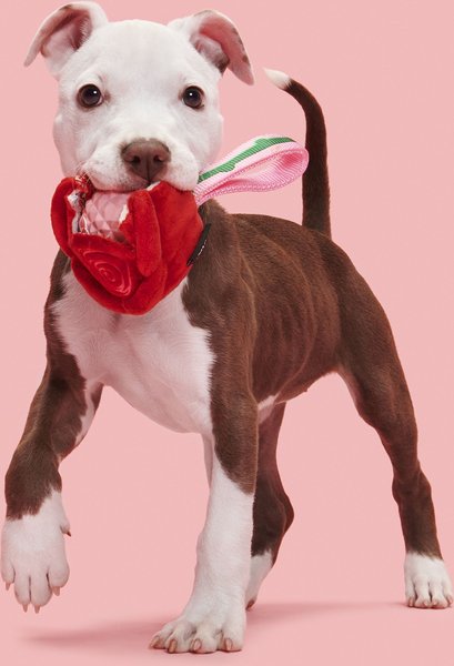 BARK Valentine's Rose Tough Dog Tug Toy, Red, Medium - Chewy.com