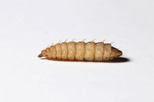 Discontinued - BASSETT'S CRICKET RANCH Black Soldier Fly Larvae Live ...