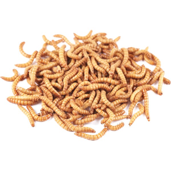 EXOTIC NUTRITION Live Mealworms Reptile Food, Giant, 100 count - Chewy.com