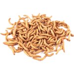 PREDATOR FOODS Live Mealworms, Large, 10,000 count - Chewy.com