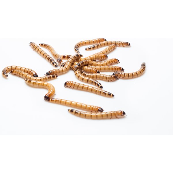 BASSETT'S CRICKET RANCH Superworms Live Reptile Food, Large: 1 3/4-in ...