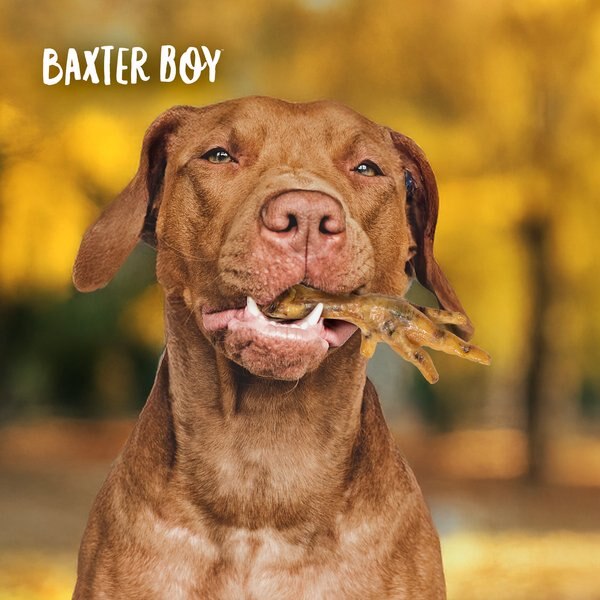 BAXTER BOY Chicken Feet Natural Dog Chew Treats, 20 count - Chewy.com